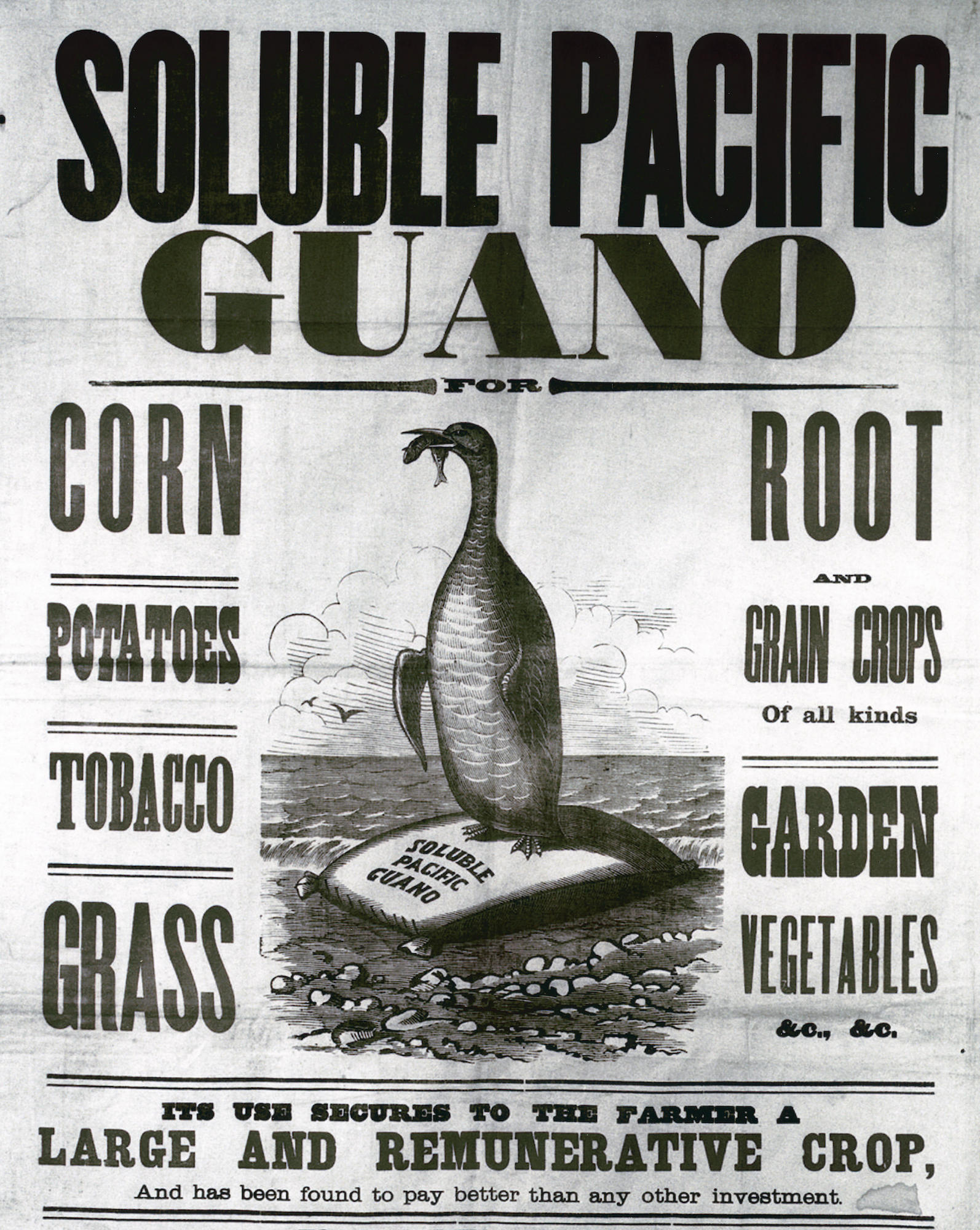 Get To Know Seabird Guano