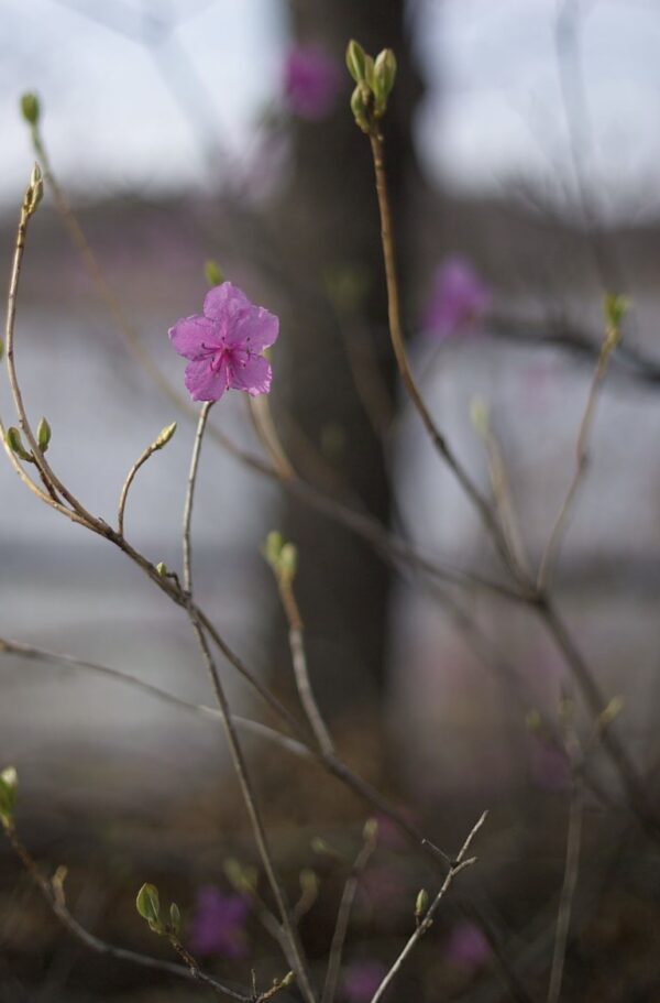 Growing Azaleas & Rhododendrons - True Organic