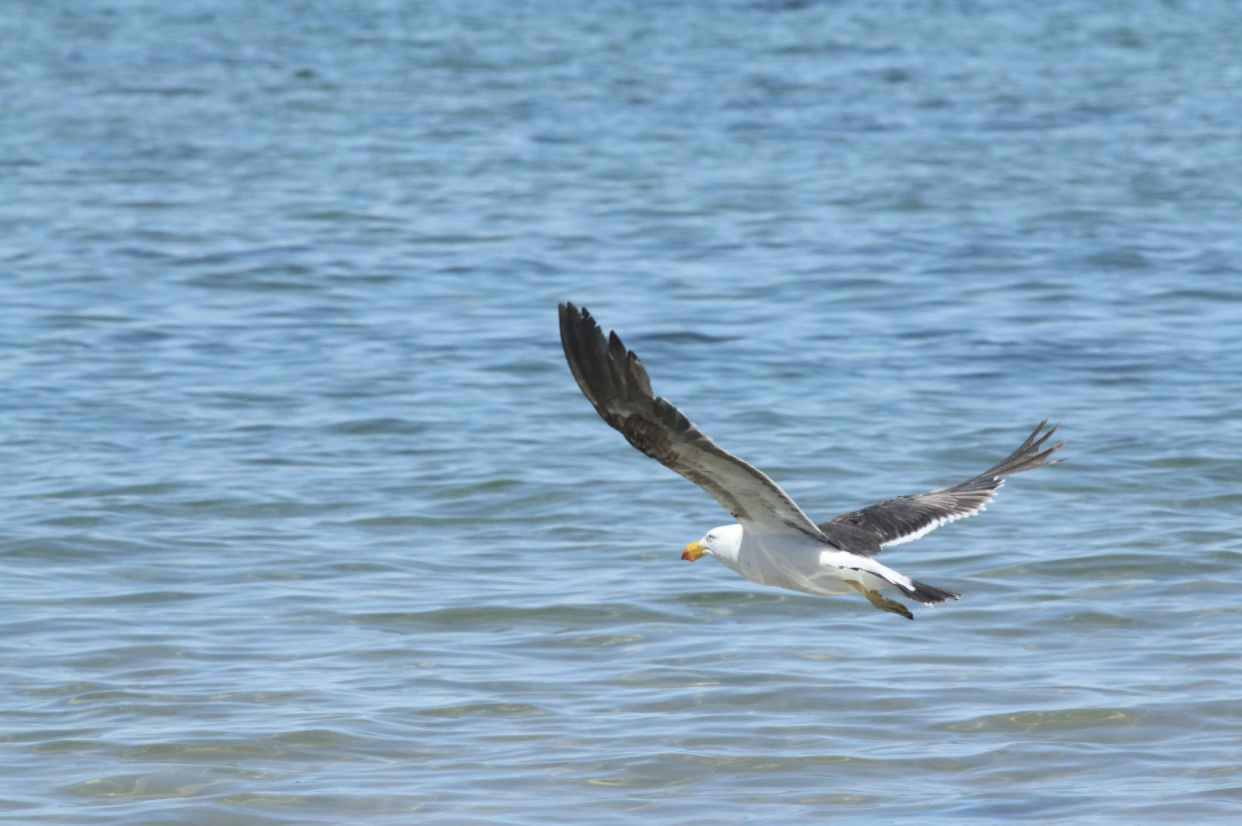 What’s So Great About Seabird Guano?
