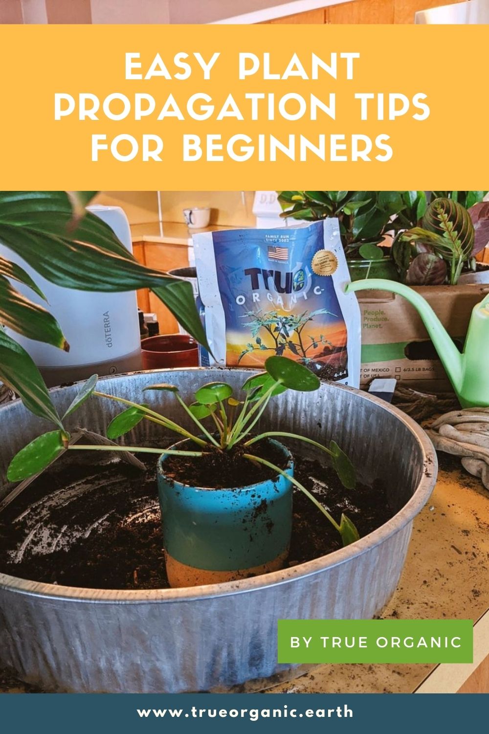 Easy Plant Propagation Tips for Beginners - True Organic