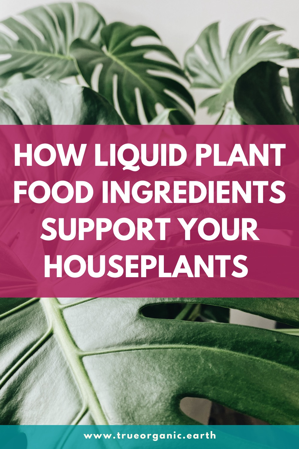Liquid Plant Food Ingredients For Your Houseplants - True Organic