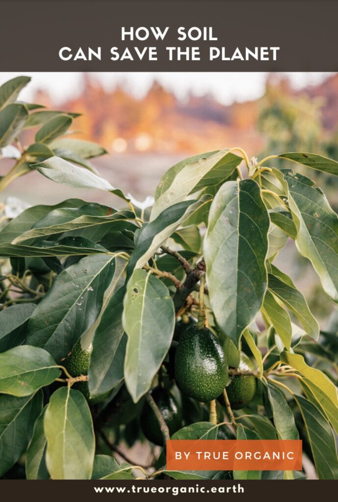 How Soil Can Save The Planet