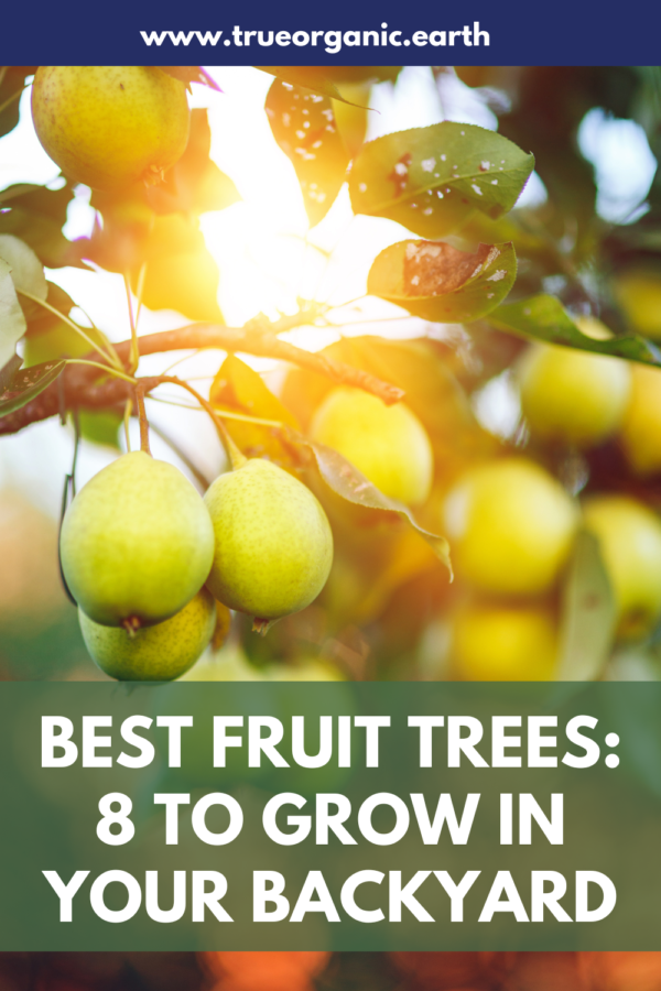 8 Best Fruit Trees for Your Home Garden - True Organic