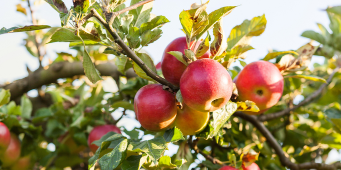 8 Best Fruit Trees for Your Home Garden - True Organic