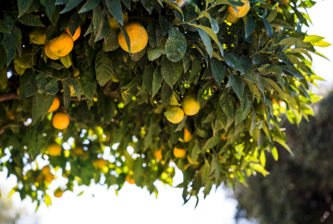 8 Best Fruit Trees for Your Home Garden - True Organic