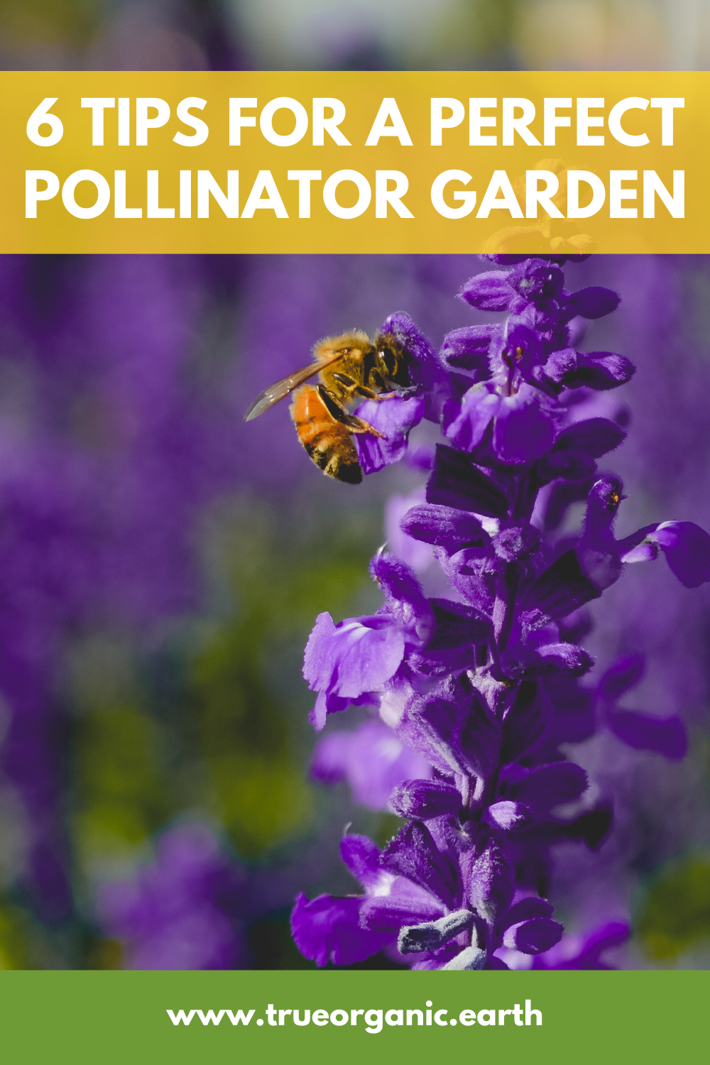 6 Tips for a Perfect Pollinator Garden - True Organic