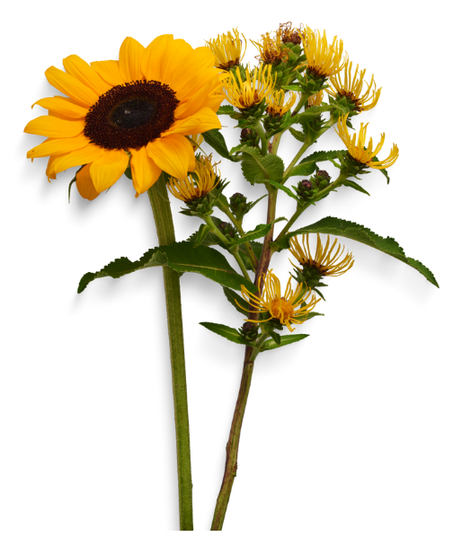 6 Tips for a Perfect Pollinator Garden - True Organic