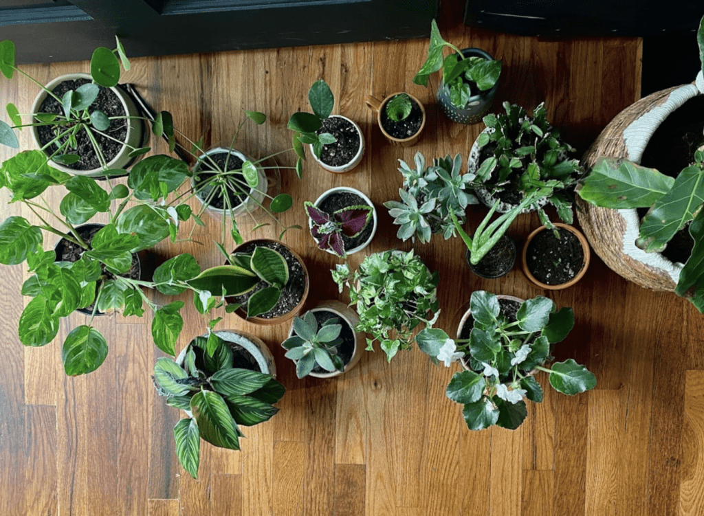 7 Health Benefits of Indoor Plants