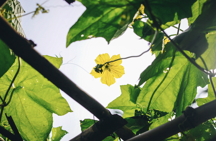 Homegrown Sponges: Growing Loofah in Your Garden