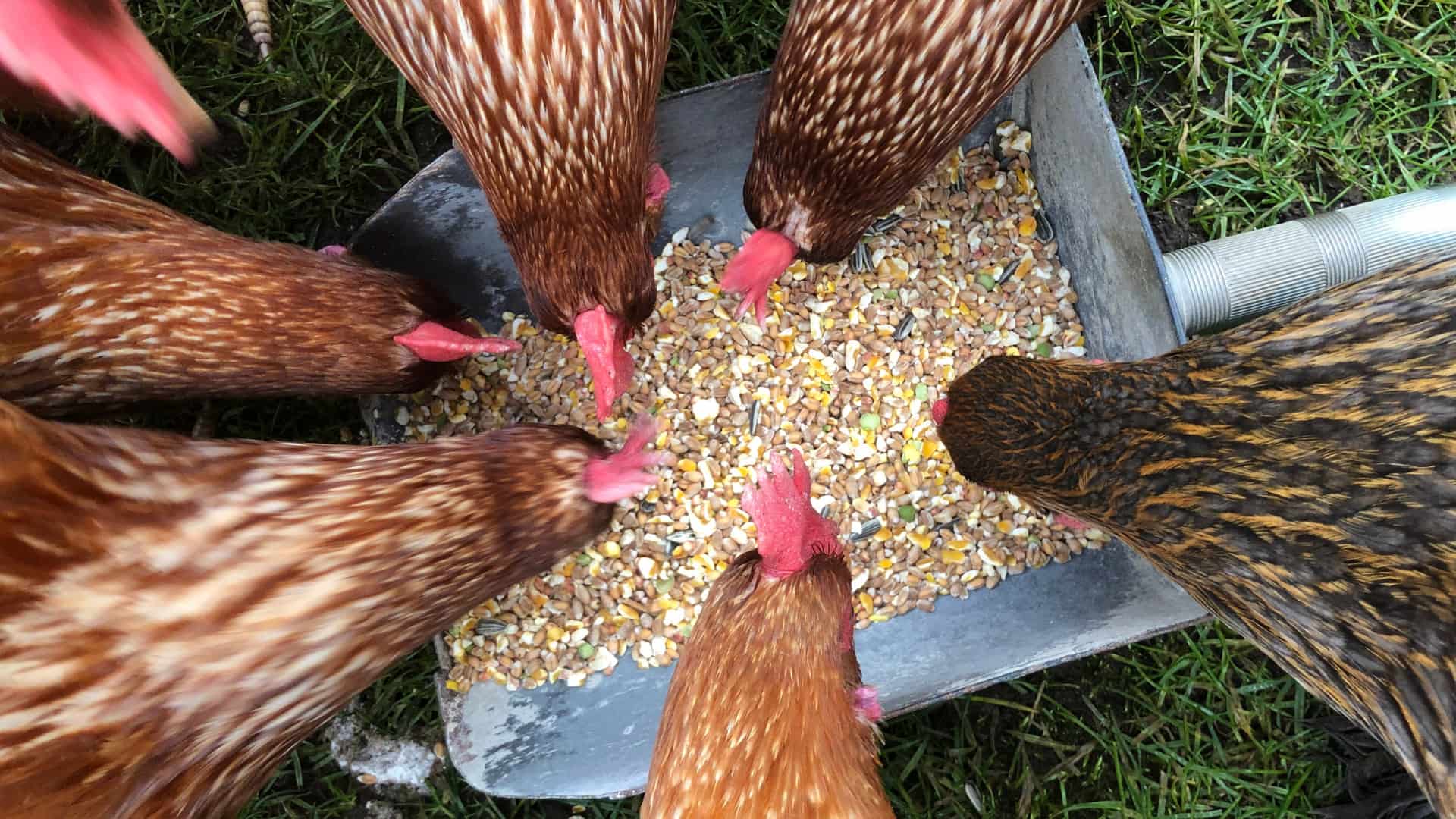 Chicken Manure for Garden Vegetables, Fruits & Flowers